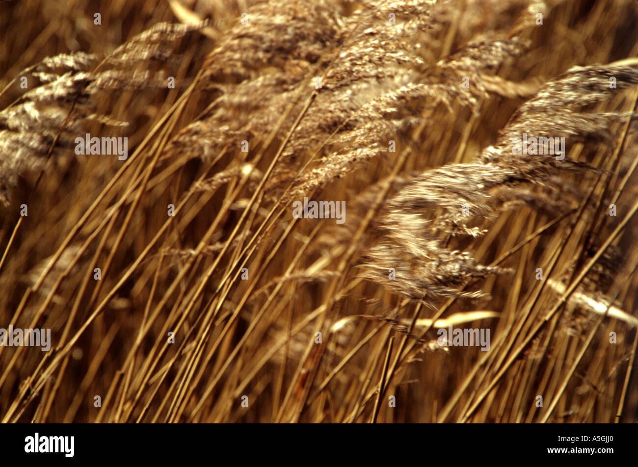 Bending reeds hi-res stock photography and images - Alamy