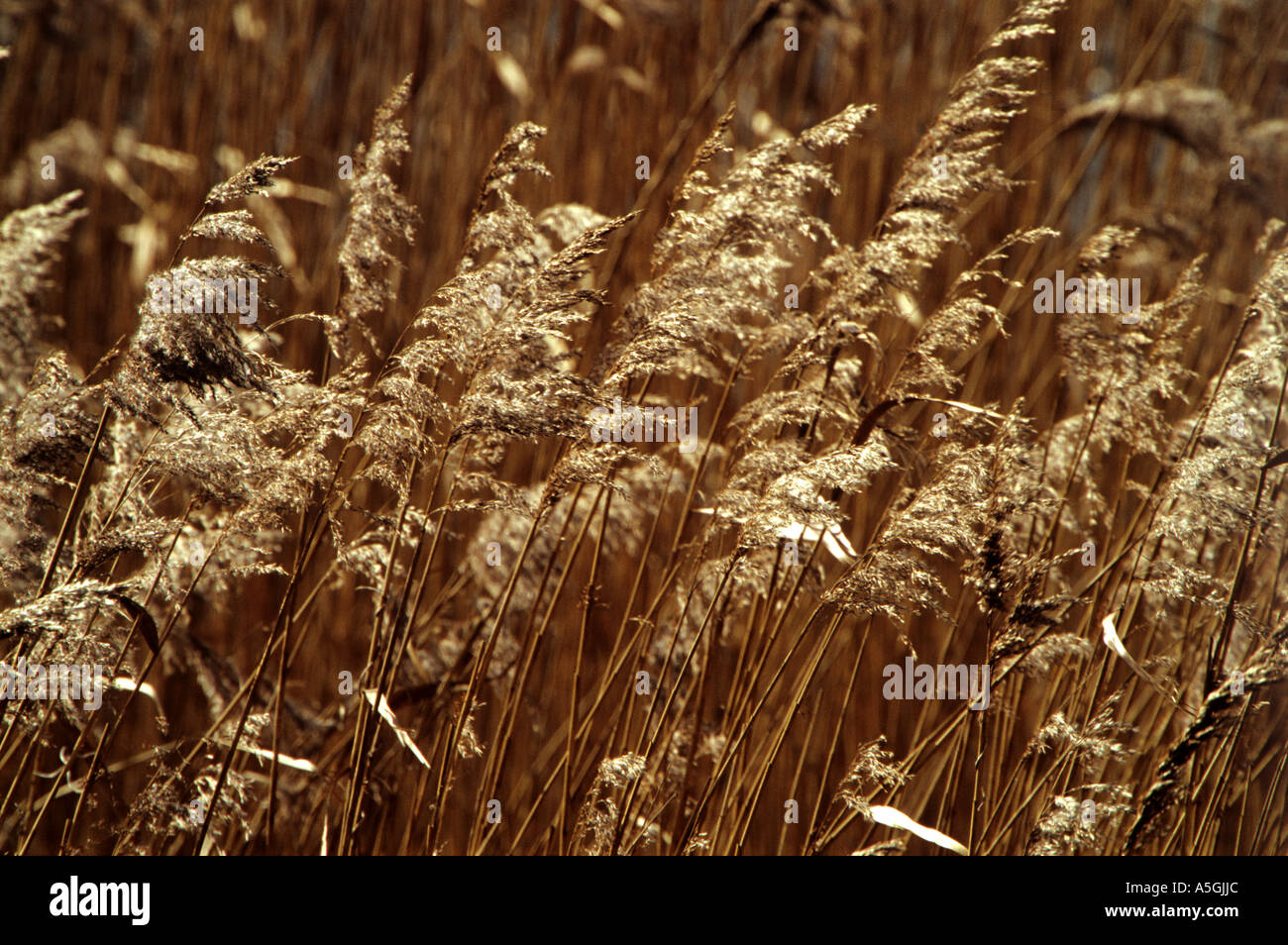 Reeds on the Norfolk Wetlands Stock Photo - Alamy