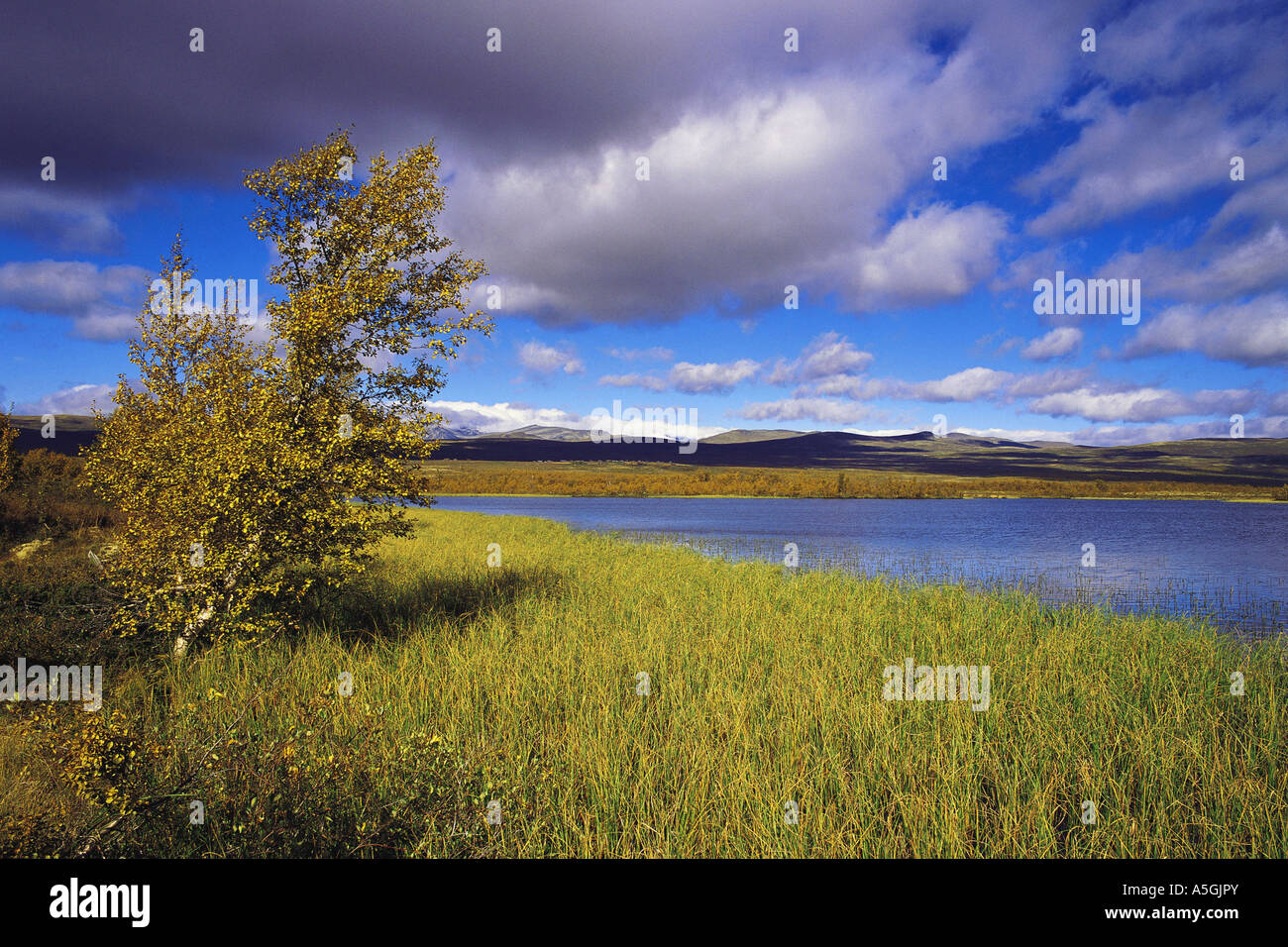 Lake and hills in the low-lying sub-arctic region of Dovrefjell, Norway ...