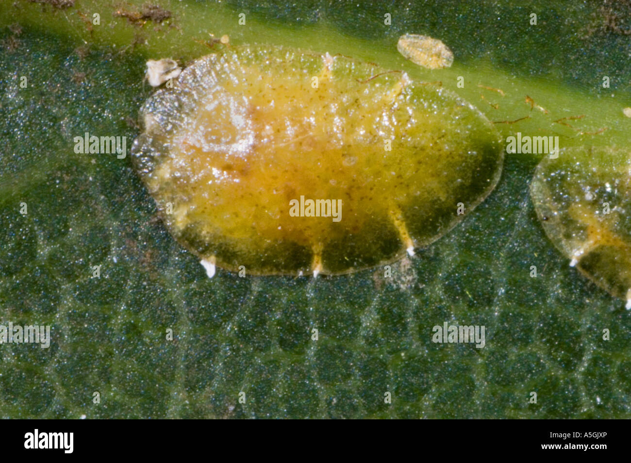 Plum scale, European Fruit Lecanium (Parthenolecanium corni), sucklng ...