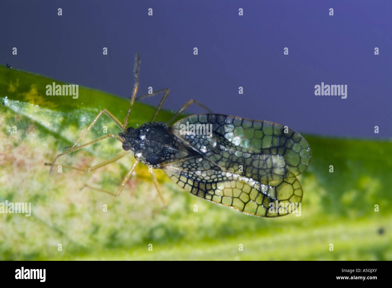 Andromeda lace bugs hi-res stock photography and images - Alamy