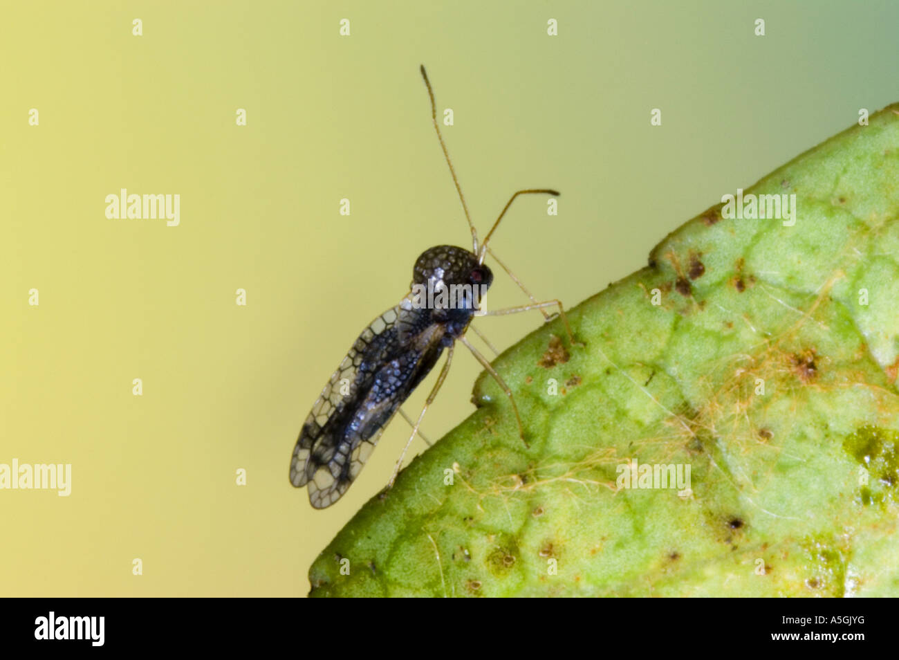 Andromeda lace bugs hi-res stock photography and images - Alamy