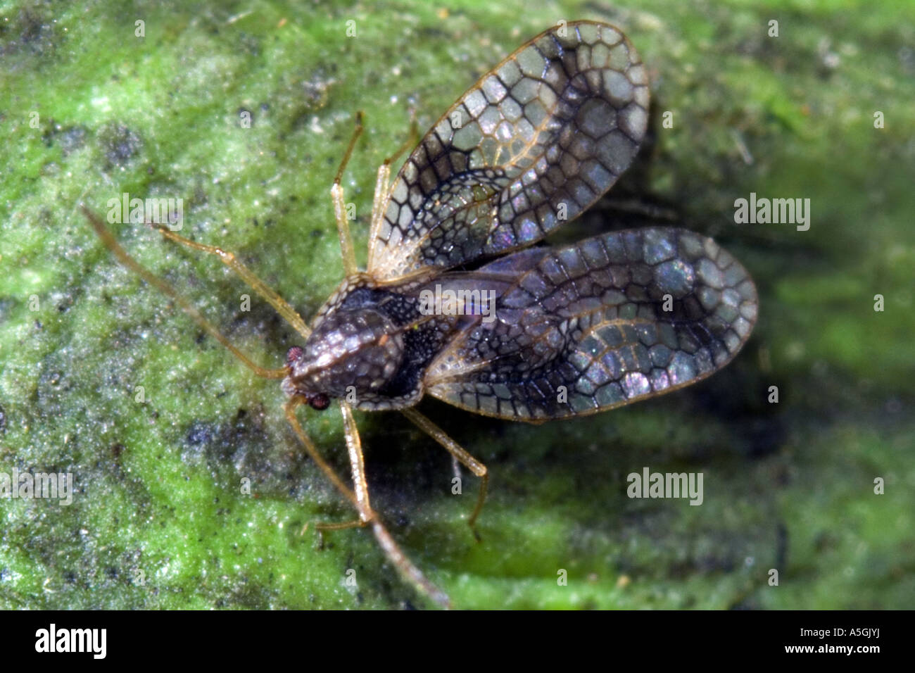 Andromeda lace bug (Stephanitis takeyai), pest insect on plants of the ...
