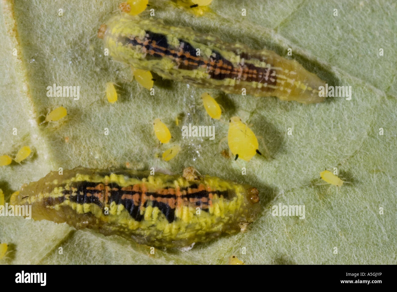 Hoverfly larvae hi-res stock photography and images - Alamy