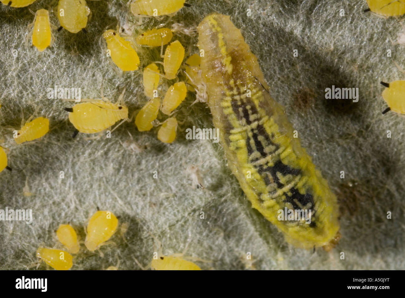 Hoverfliy (Heliophilus pendulus), larva feeds greenflies (Aphidina ...