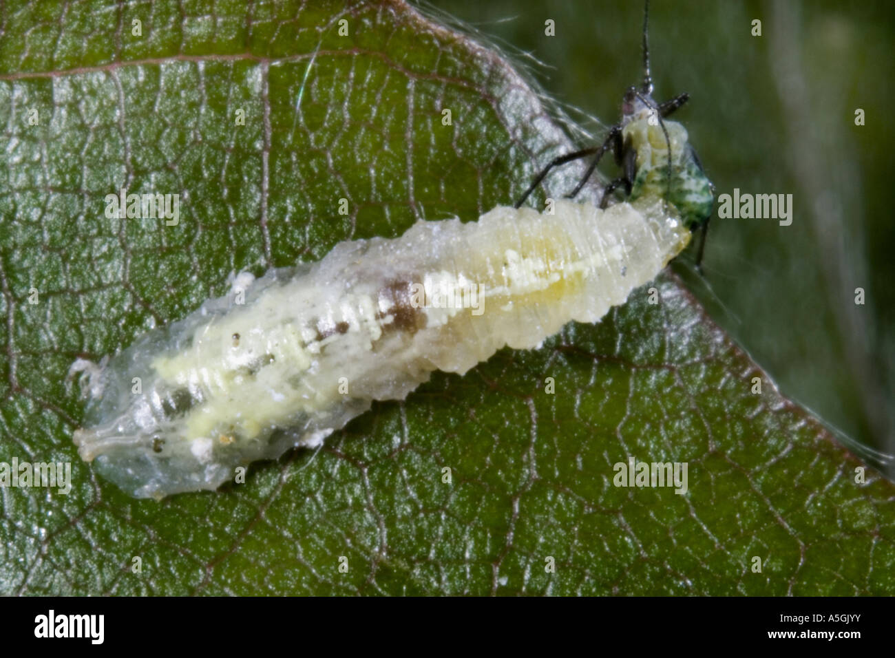 Heliophilus pendulus hi-res stock photography and images - Alamy