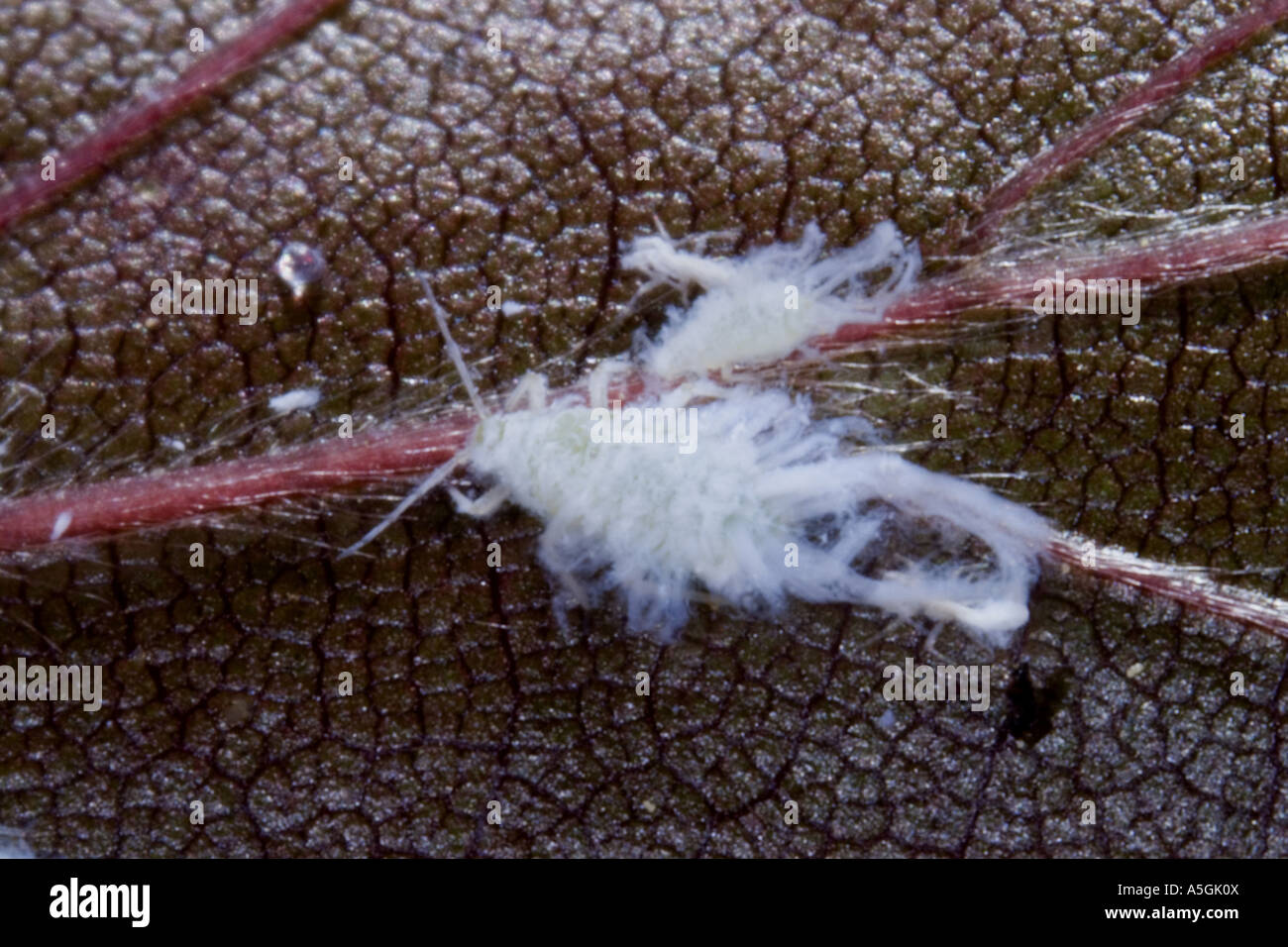 Woolly beech aphids hi-res stock photography and images - Alamy