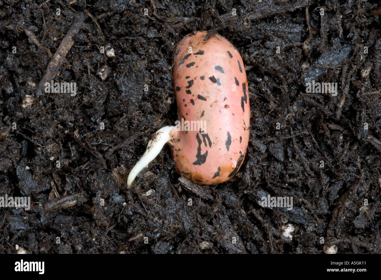 Germinating runner bean seed emerging tap root UK Stock Photo - Alamy