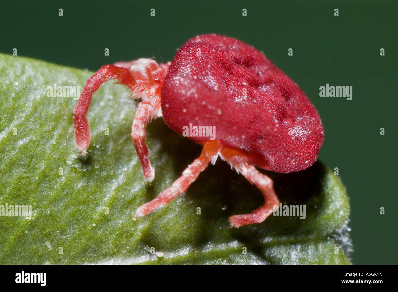 velvet mite (Trombidium holosericeum), on leaf Stock Photo - Alamy