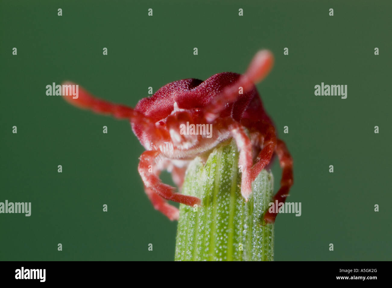 velvet mite (Trombidium holosericeum Stock Photo - Alamy