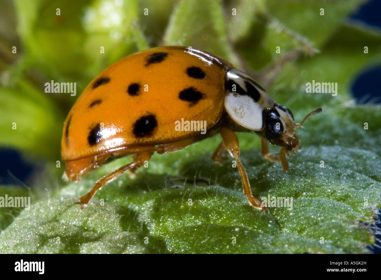 multicoloured Asian beetle (Harmonia axyridis), imago Stock Photo - Alamy