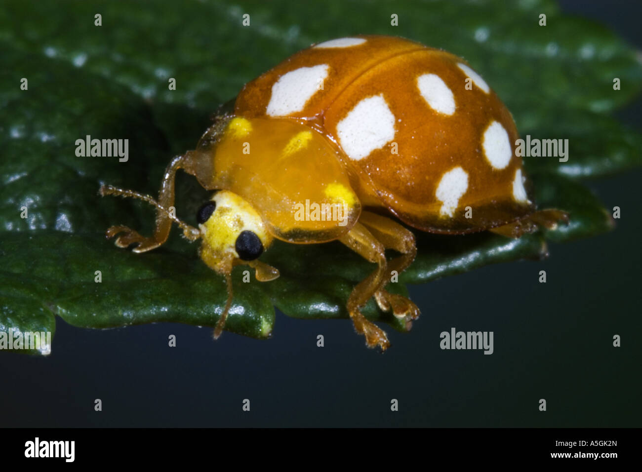 Larch Ladybird (Aphidecta obliterata), imago Stock Photo - Alamy