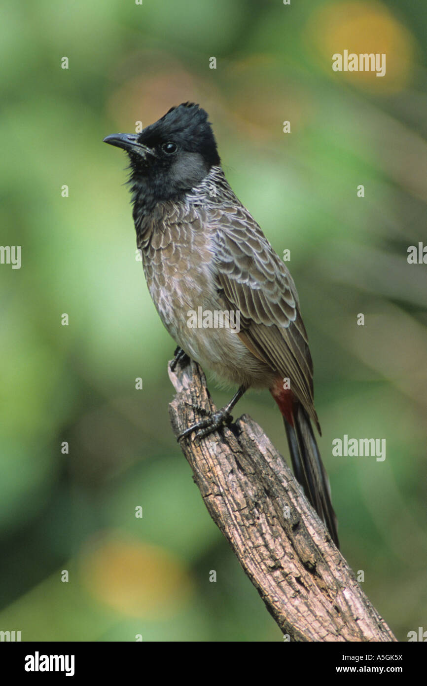Indian bulbuls hi-res stock photography and images - Alamy