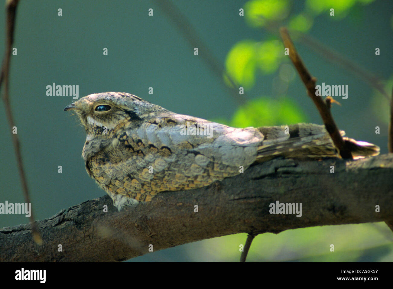 jungle nightjar (Caprimulgus indicus), lying on a branch, India ...