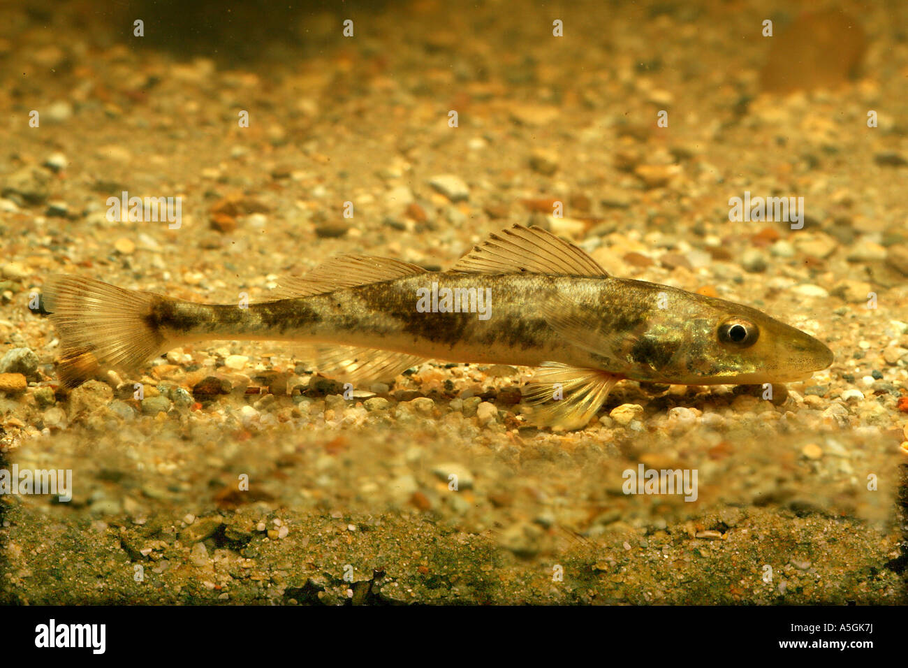 zingel (Zingel zingel), juvenil on gravel, Germany, Bavaria, Danube ...