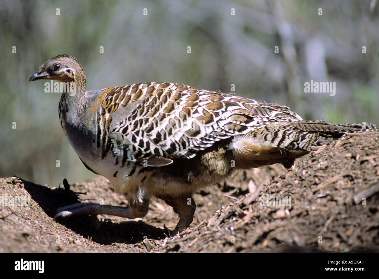 malle fowl (Leipoa ocellata), walking, Australia, Western Australia ...