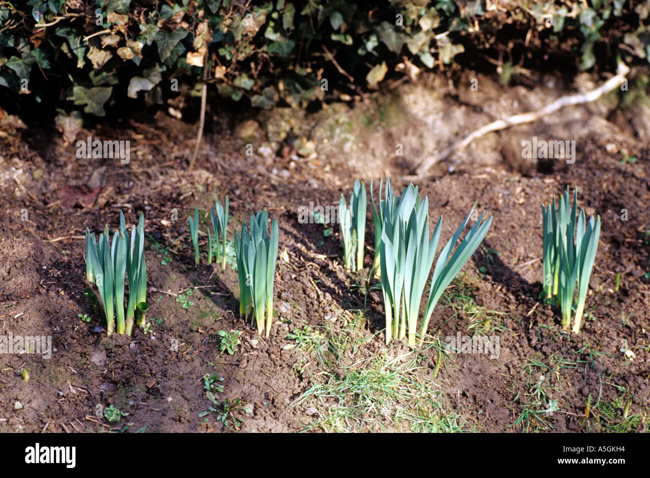 New Plant Life In Spring Stock Photo - Alamy