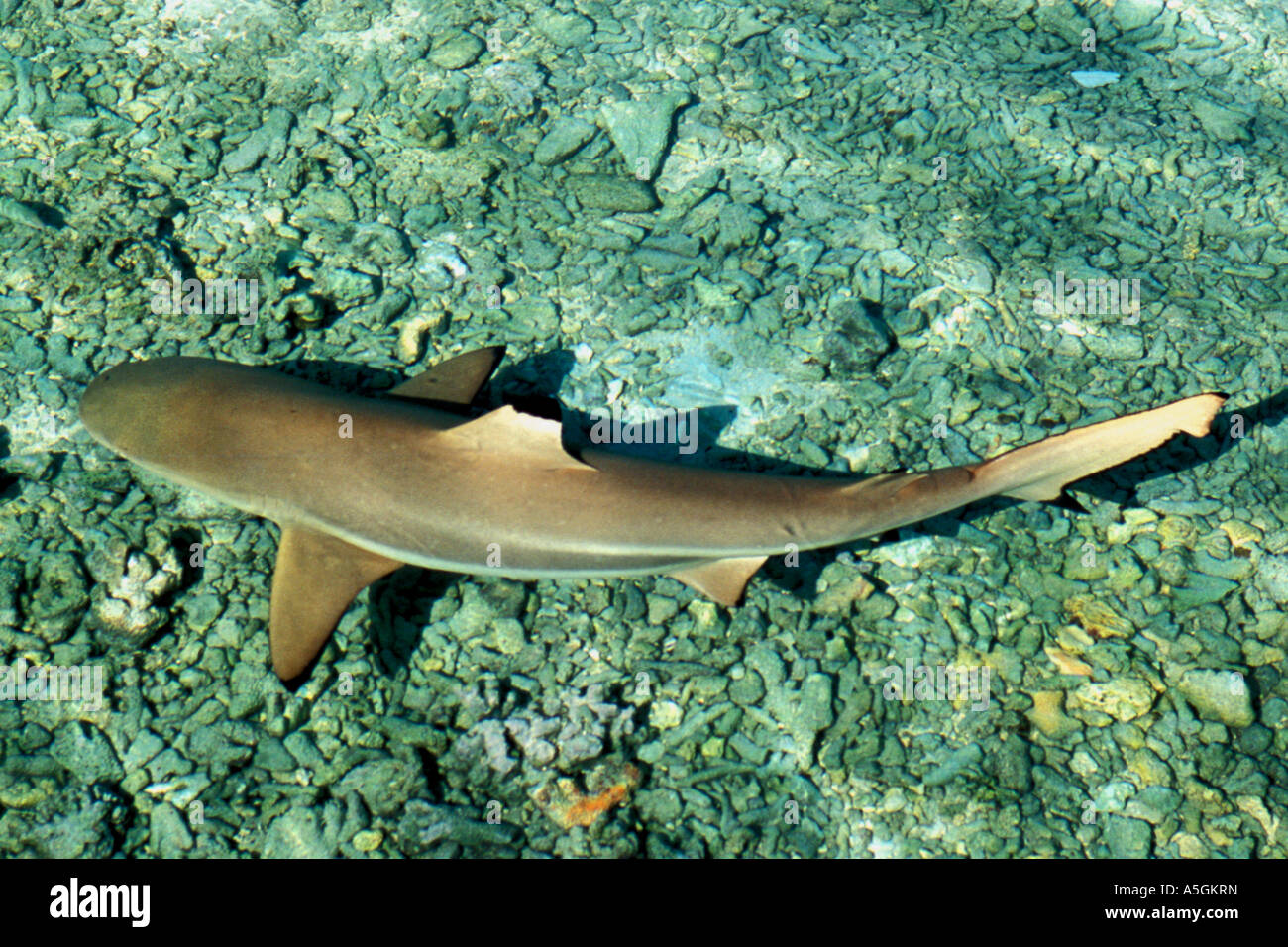 blacktip reef shark (Carcharhinus melanopterus), juvenile, French ...