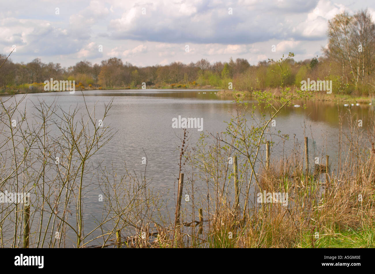Black Lake Lindow Common Cheshire Stock Photo - Alamy