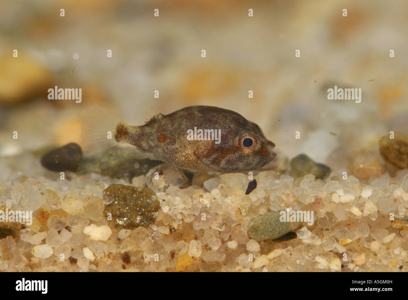 Tetraodon hi-res stock photography and images - Alamy