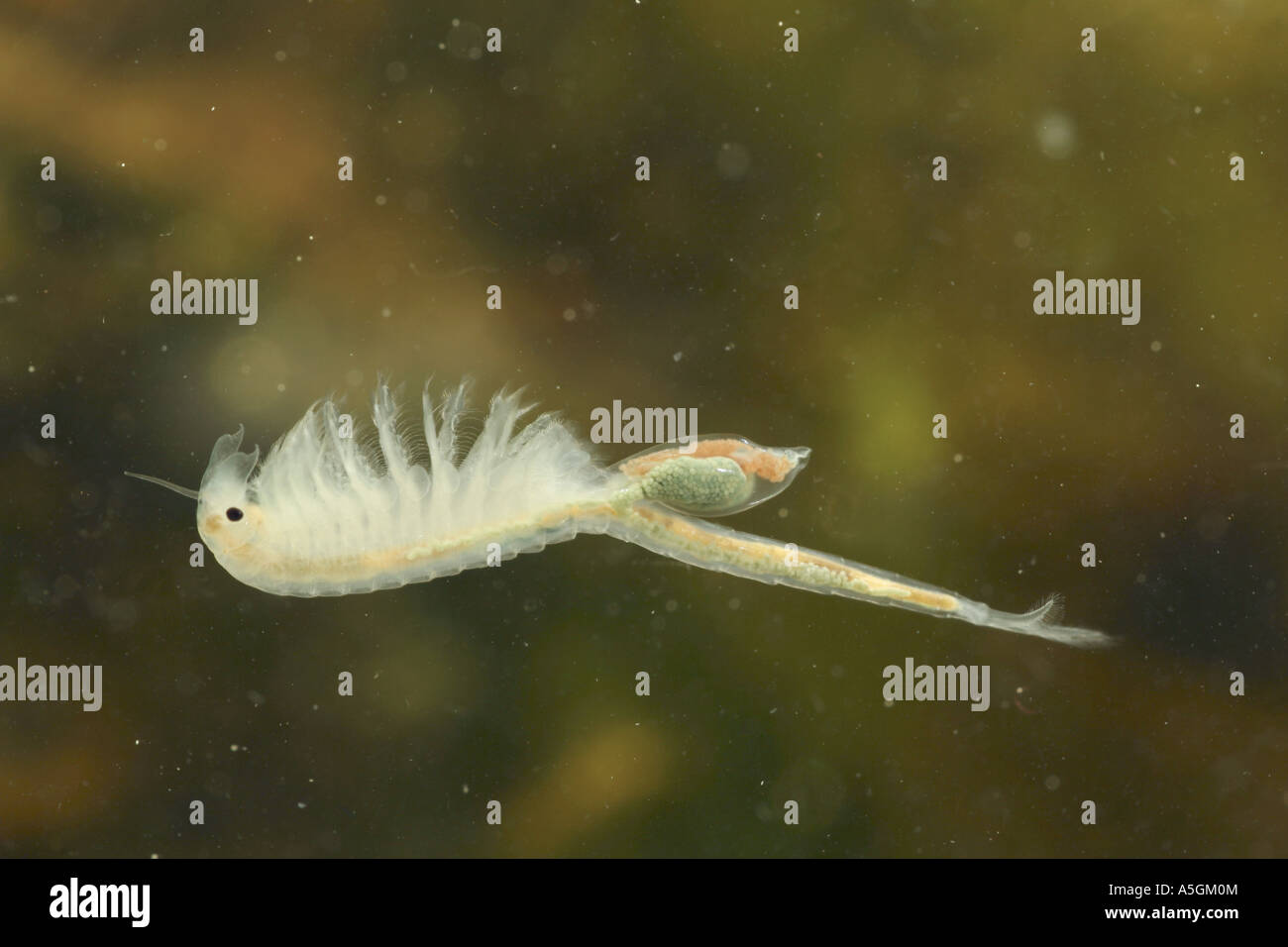 Branchinecta hi-res stock photography and images - Alamy