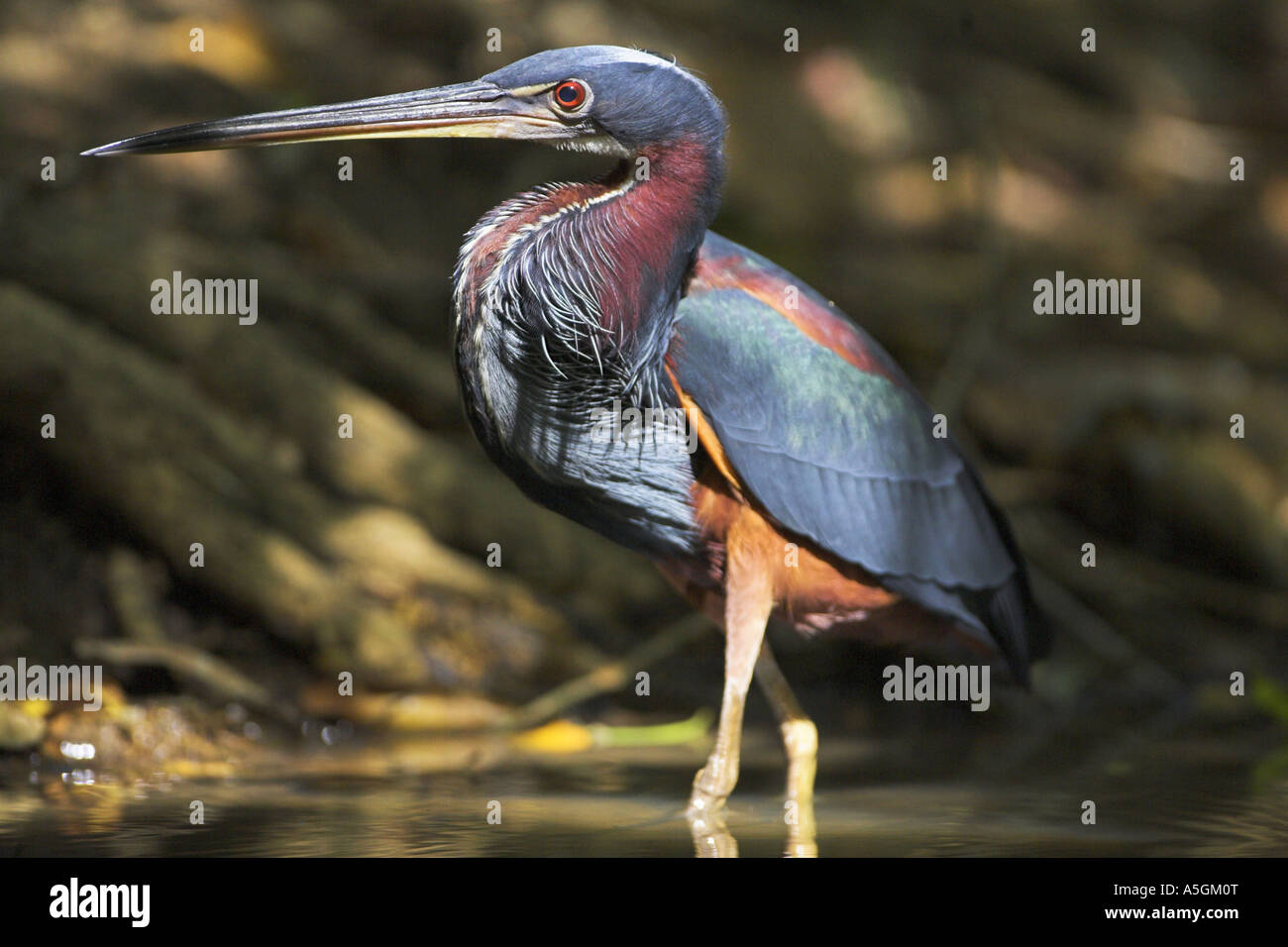 chestnut-bellied heron (Agamia agami), standing in shallow water ...