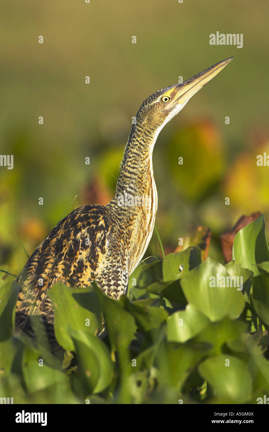 pinnated bittern (Botaurus pinnatus), standing in swamp, Venezuela ...