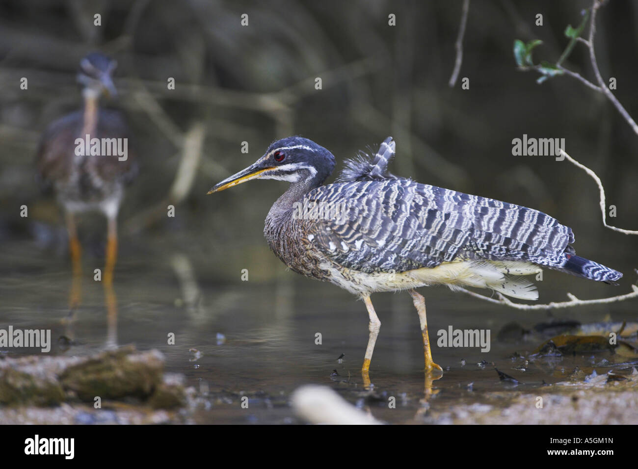 sun-bittern, sunbittern (Eurypyga helias), standing in water, Venezuela ...