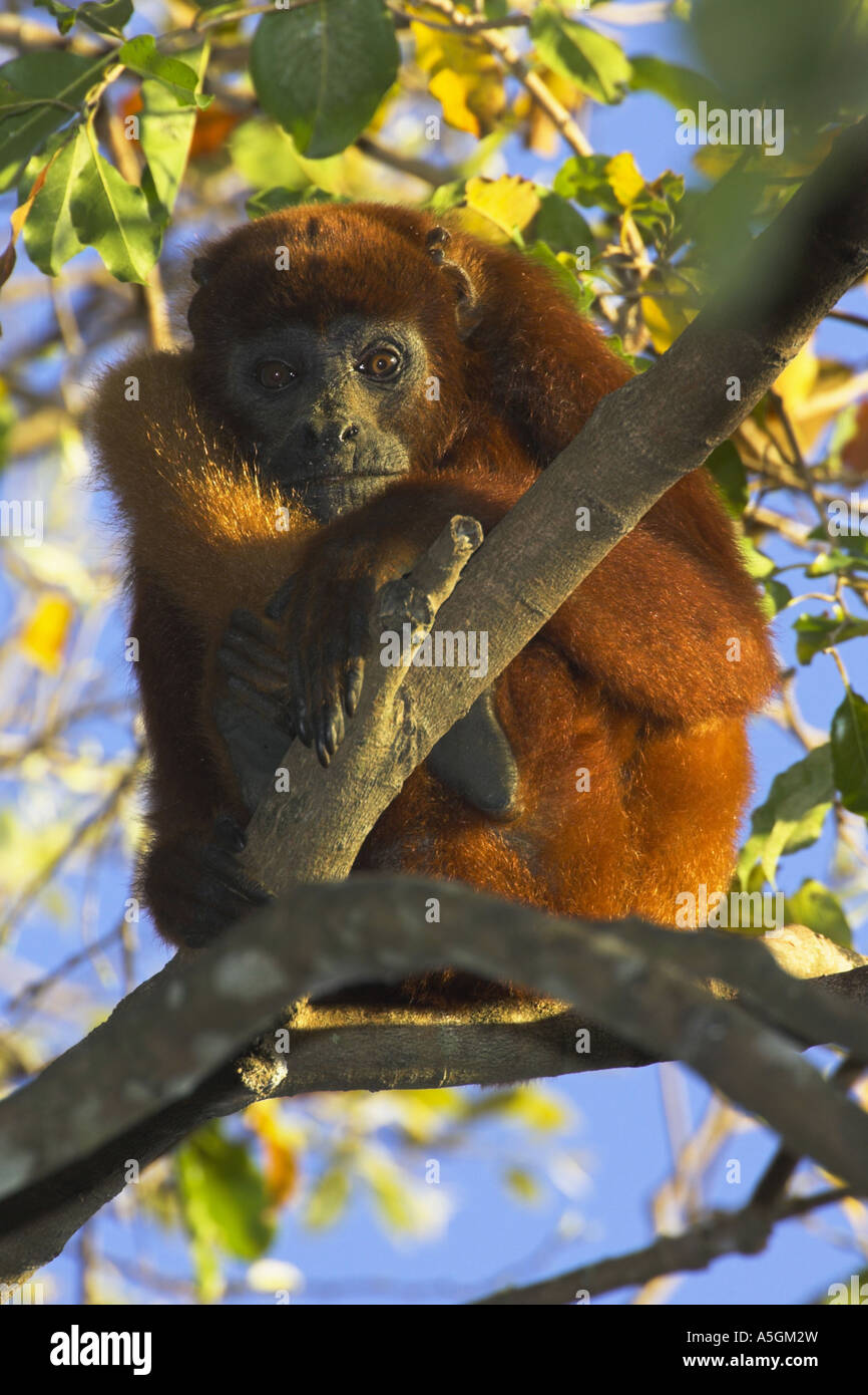 red howler, Red Howler Monkey (Alouatta seniculus), sitting on a tree ...