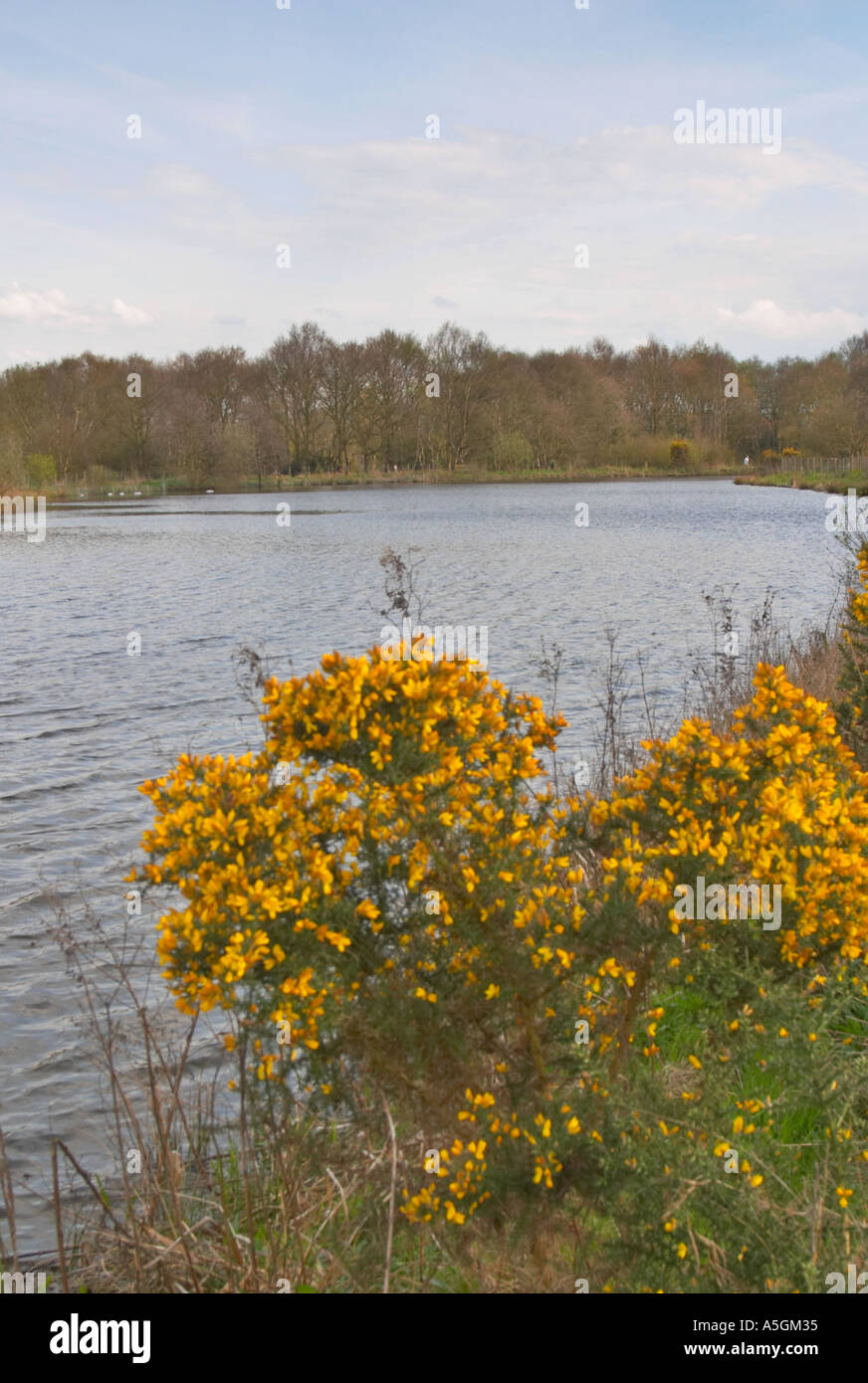 Black Lake Lindow Common Cheshire Stock Photo - Alamy