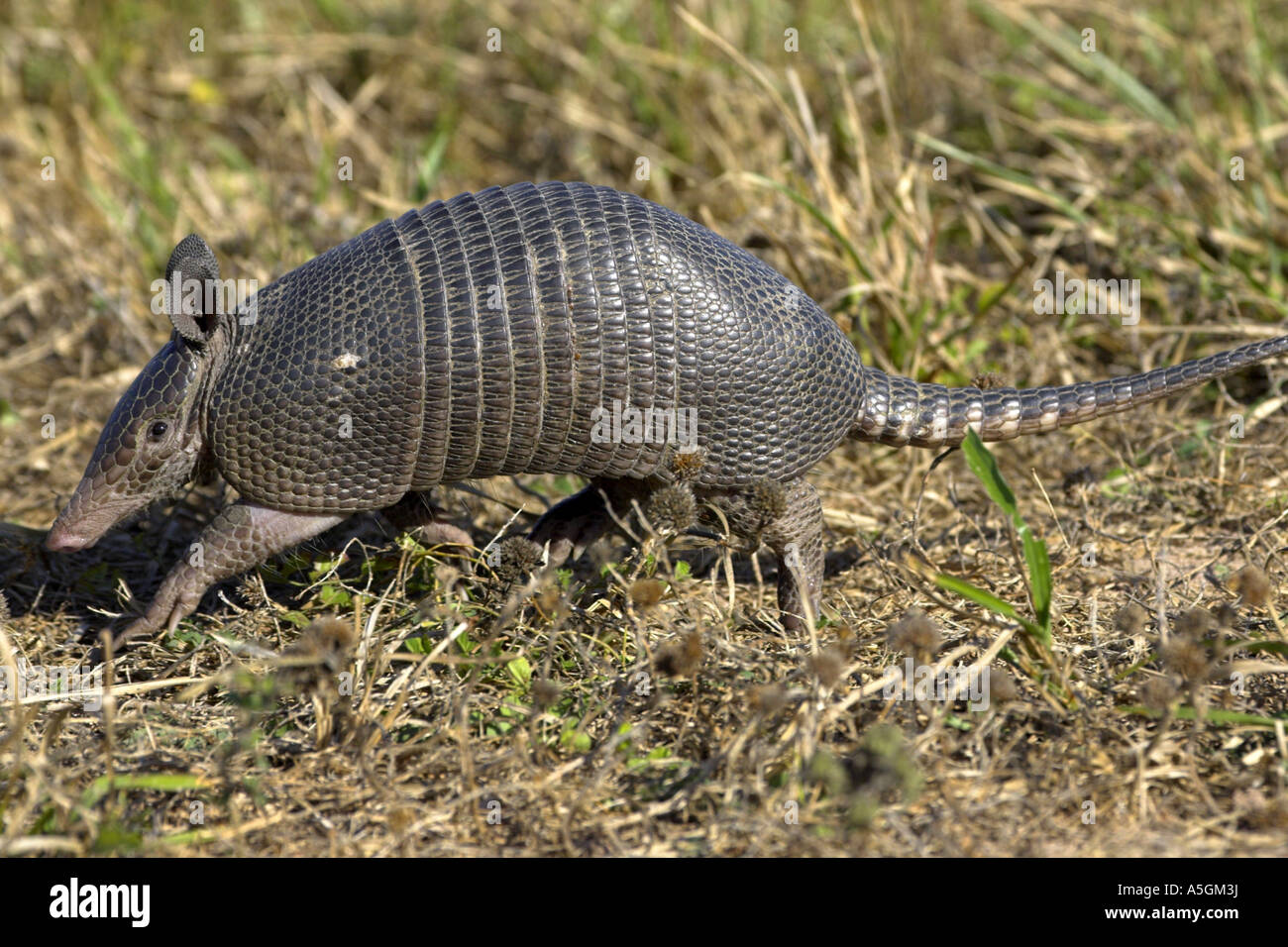 nine-banded armadillo (Dasypus novemcinctus), Venezuela, Llanos de ...