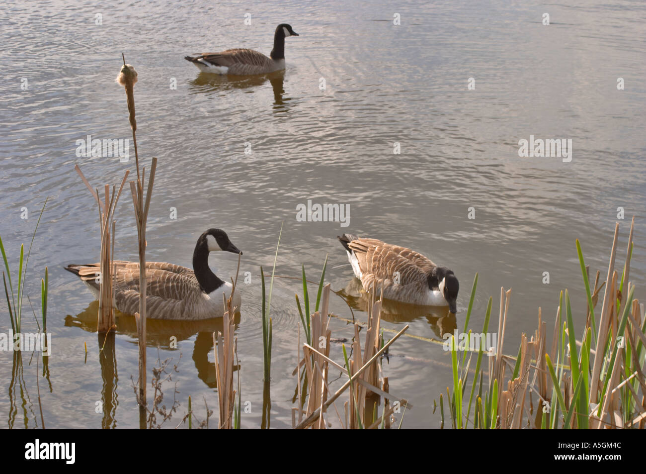 Black lack hi-res stock photography and images - Alamy