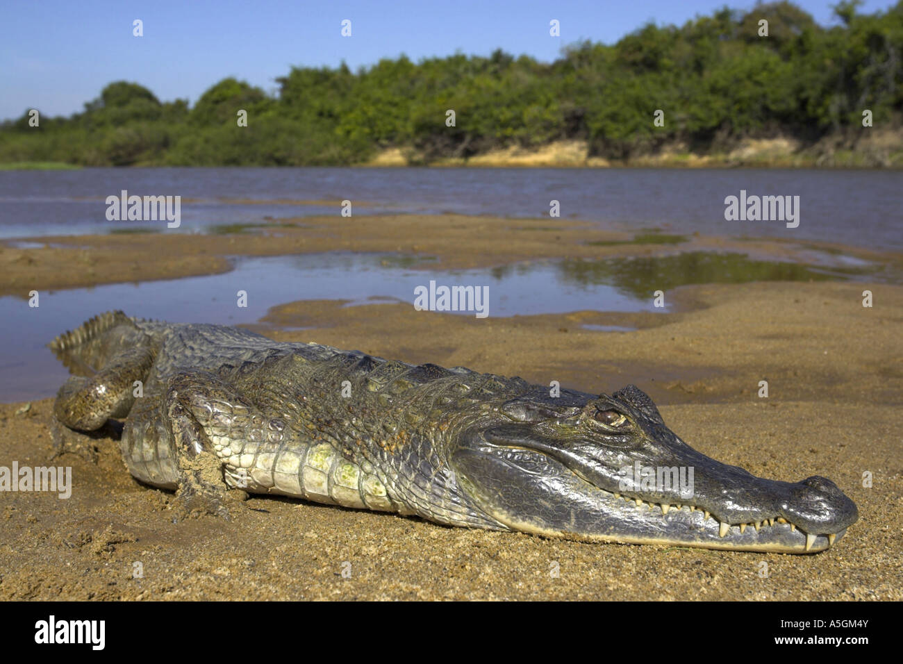 Venezuelan caiman hi-res stock photography and images - Alamy