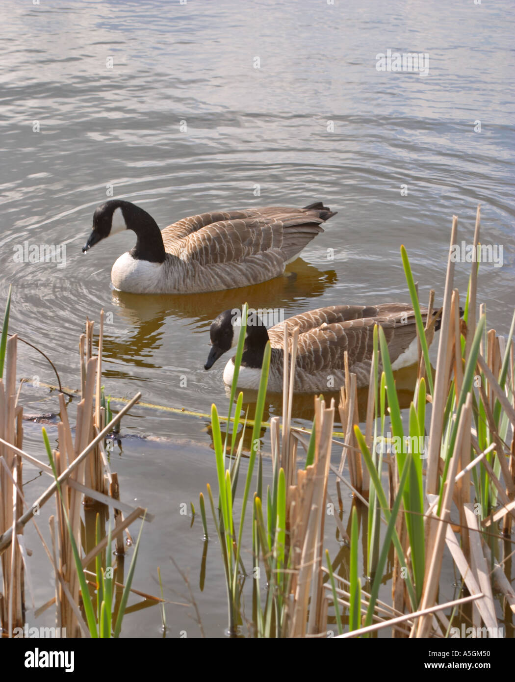 Lake lindow common wilmslow cheshire hi-res stock photography and ...