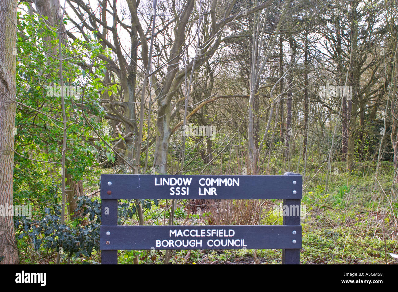 Lindow Common Area of Special Scientific Interest Cheshire Stock Photo ...