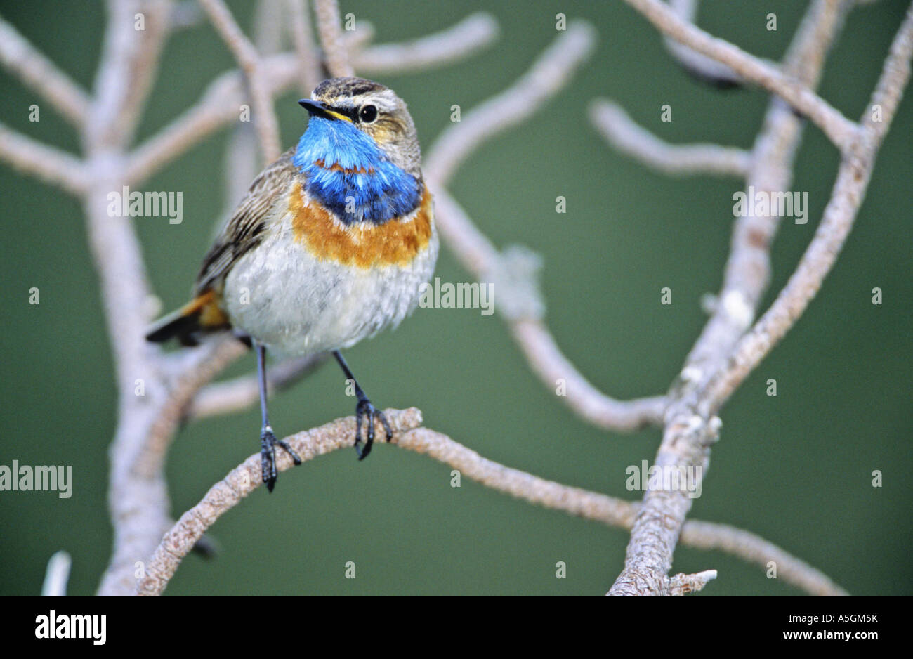 bluethroat (Luscinia svecica svecica), sitting on a branch, Austria, NP ...