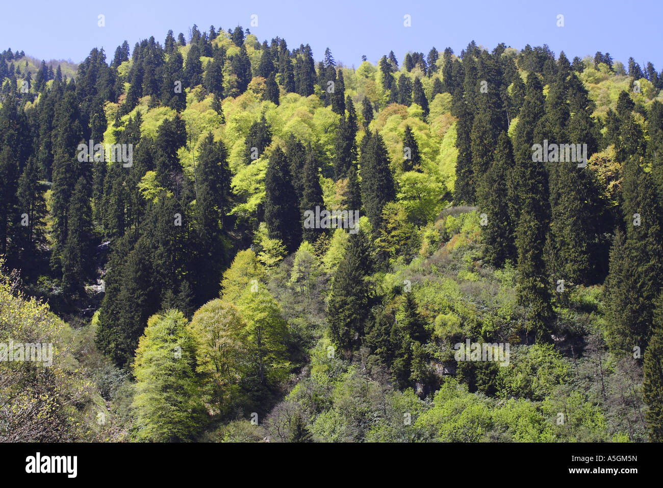 oriental beech (Fagus orientalis), beech-spruce-forest in springtime in ...