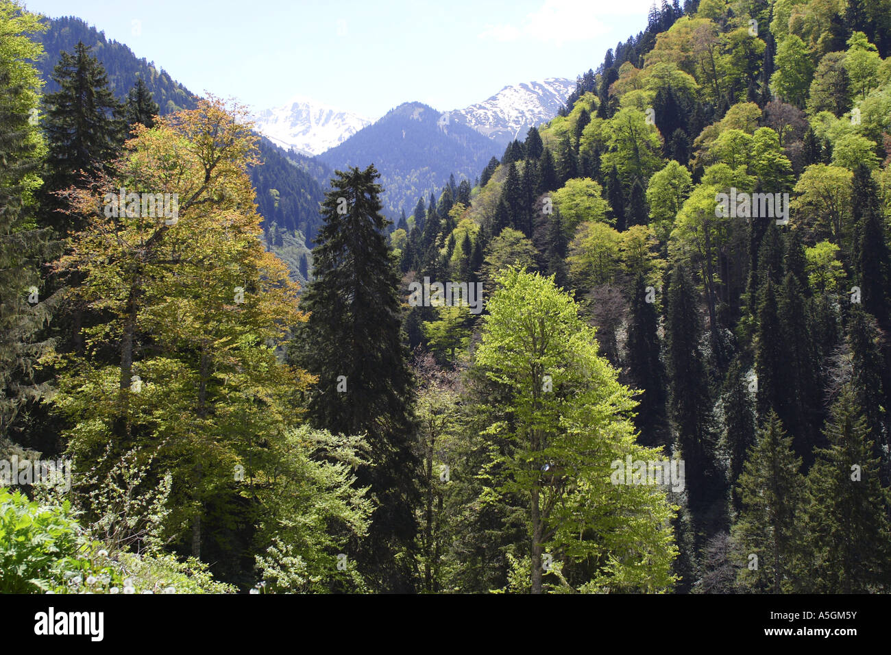 oriental beech (Fagus orientalis), beech-spruce-forest in springtime in ...