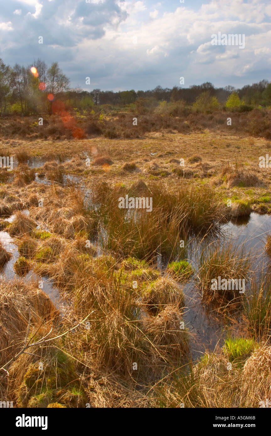 Peat marshes on Lindow Common Cheshire Stock Photo - Alamy