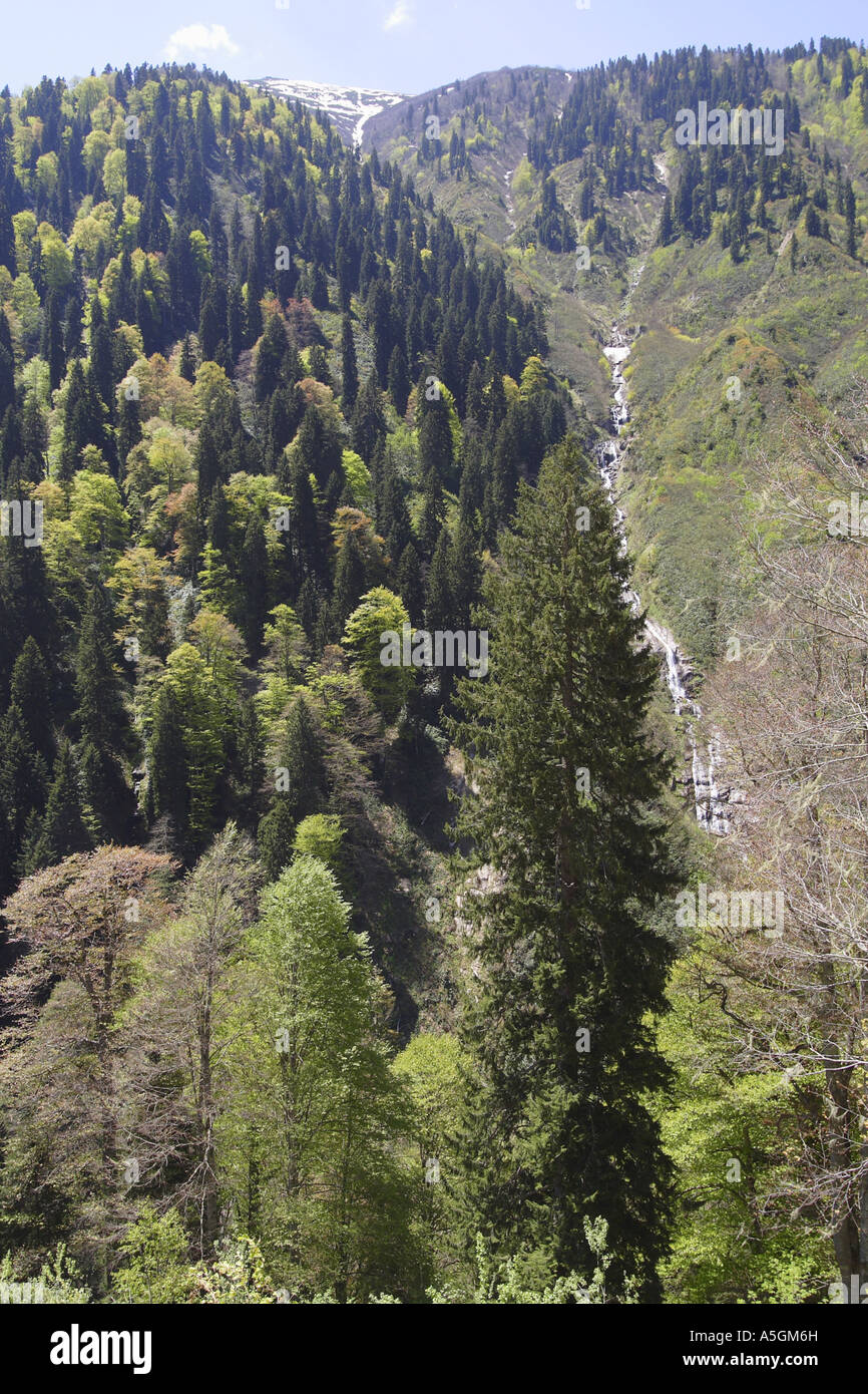 Untouched natural beech forest in spring hi-res stock photography and ...