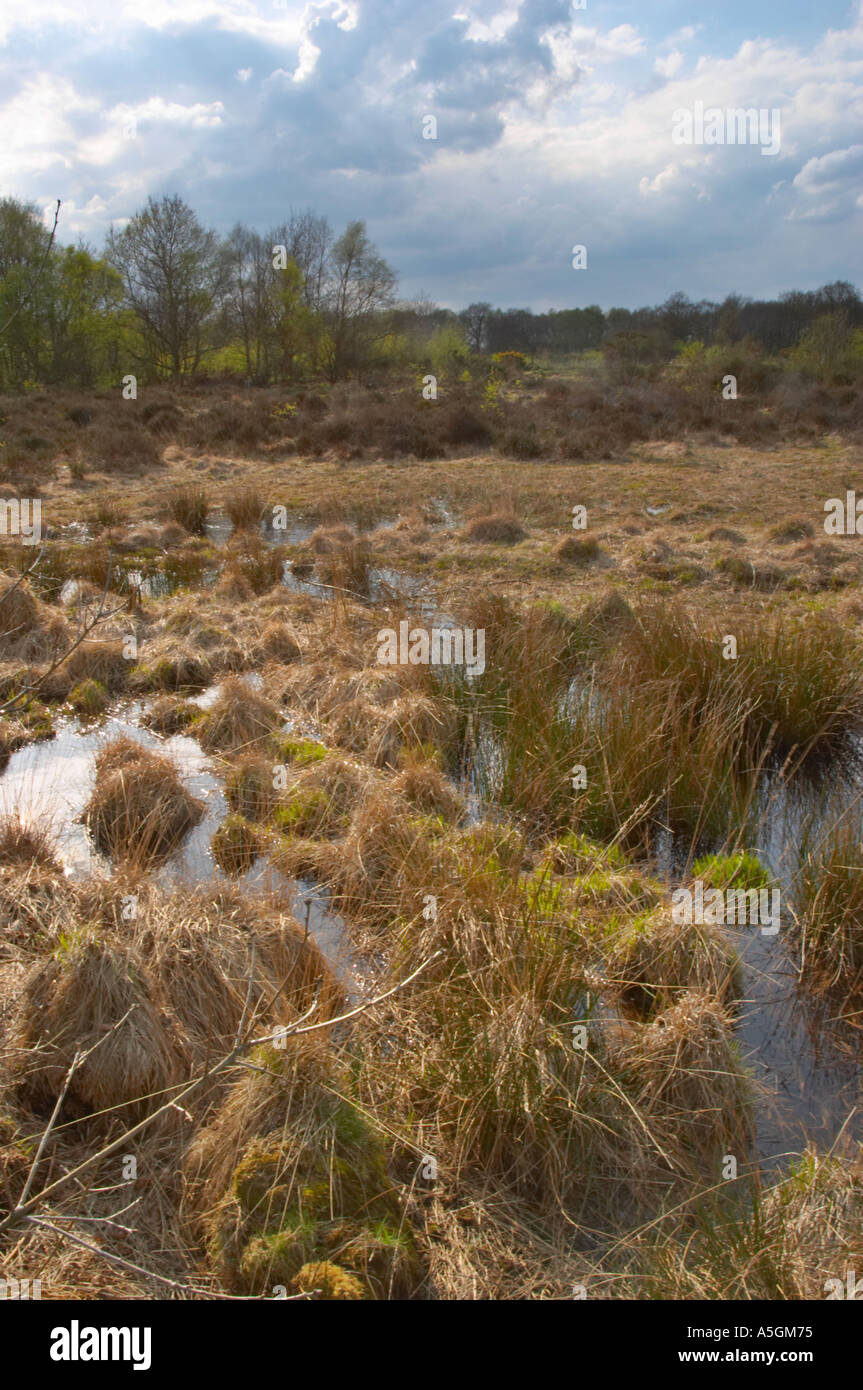 Lindow common hi-res stock photography and images - Alamy