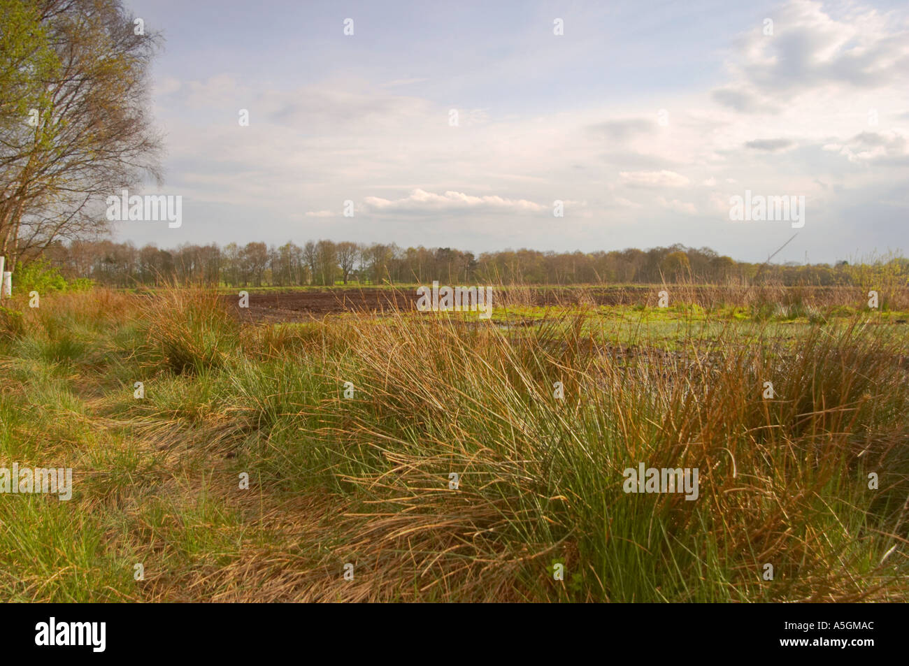 Views of Lindow Moss where Pete Marsh the Lindow Man was discovered ...