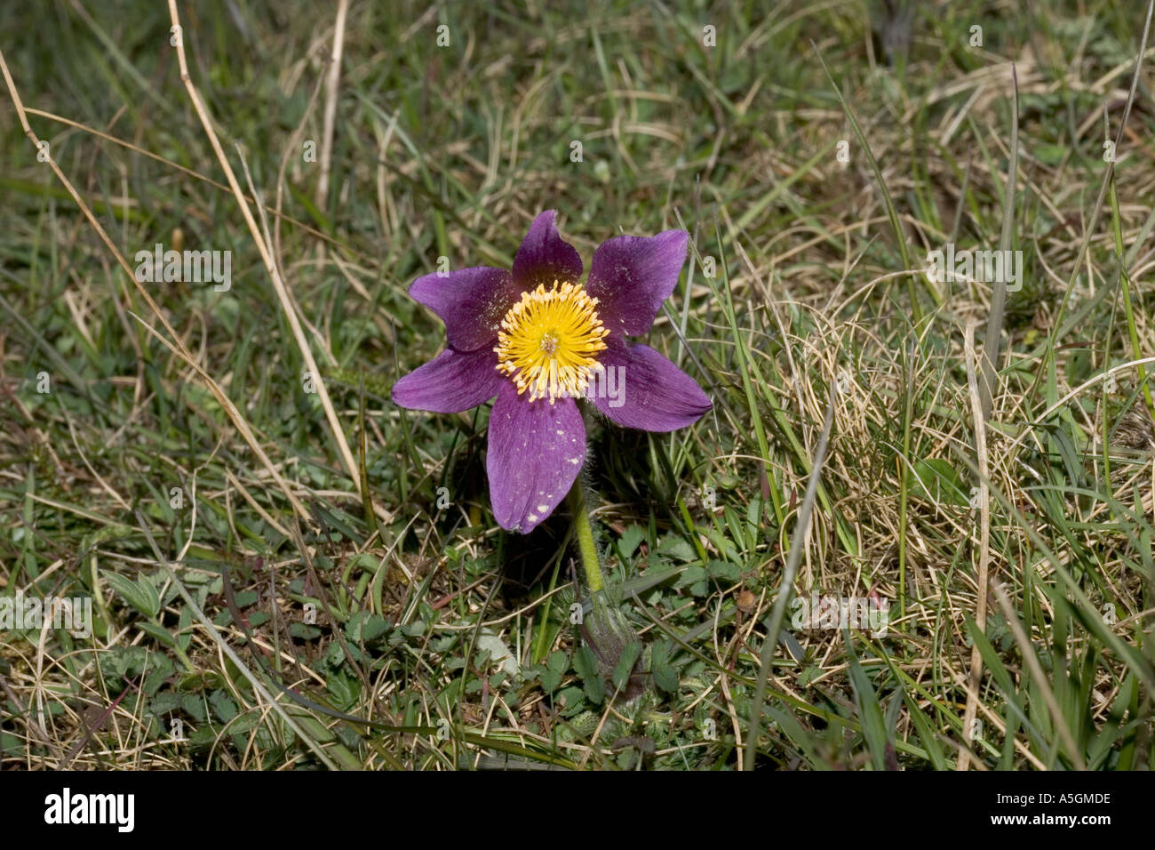 Pasque flower Pulsatilla vulgaris SSSI Pasque flower reserve ...