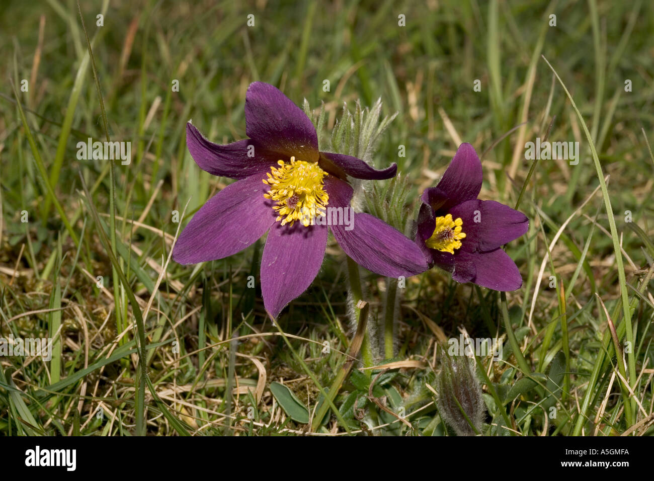 Fossebridge hi-res stock photography and images - Alamy