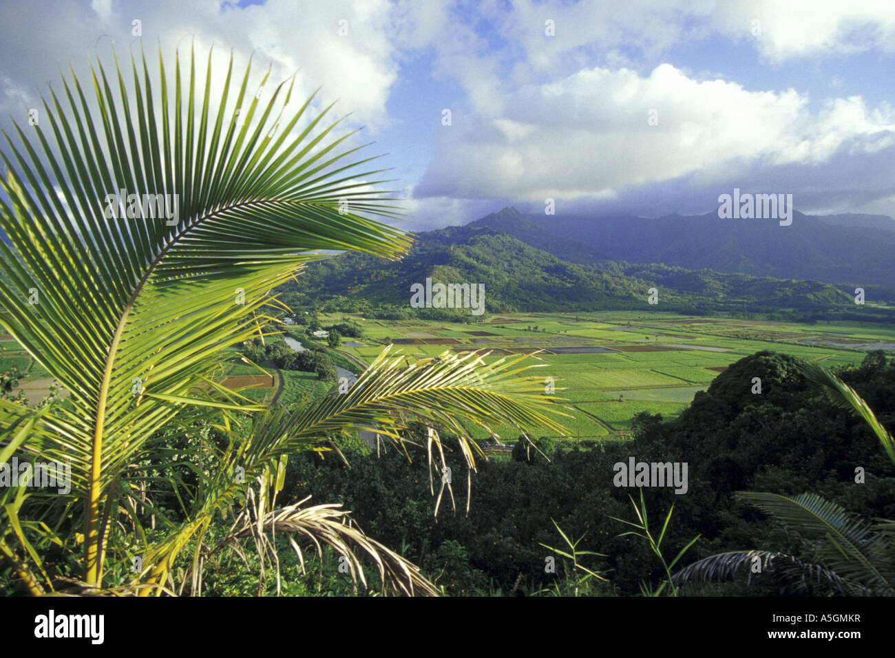 wild taro, dasheen, elephant ears (Colocasia esculenta), view on Taro ...