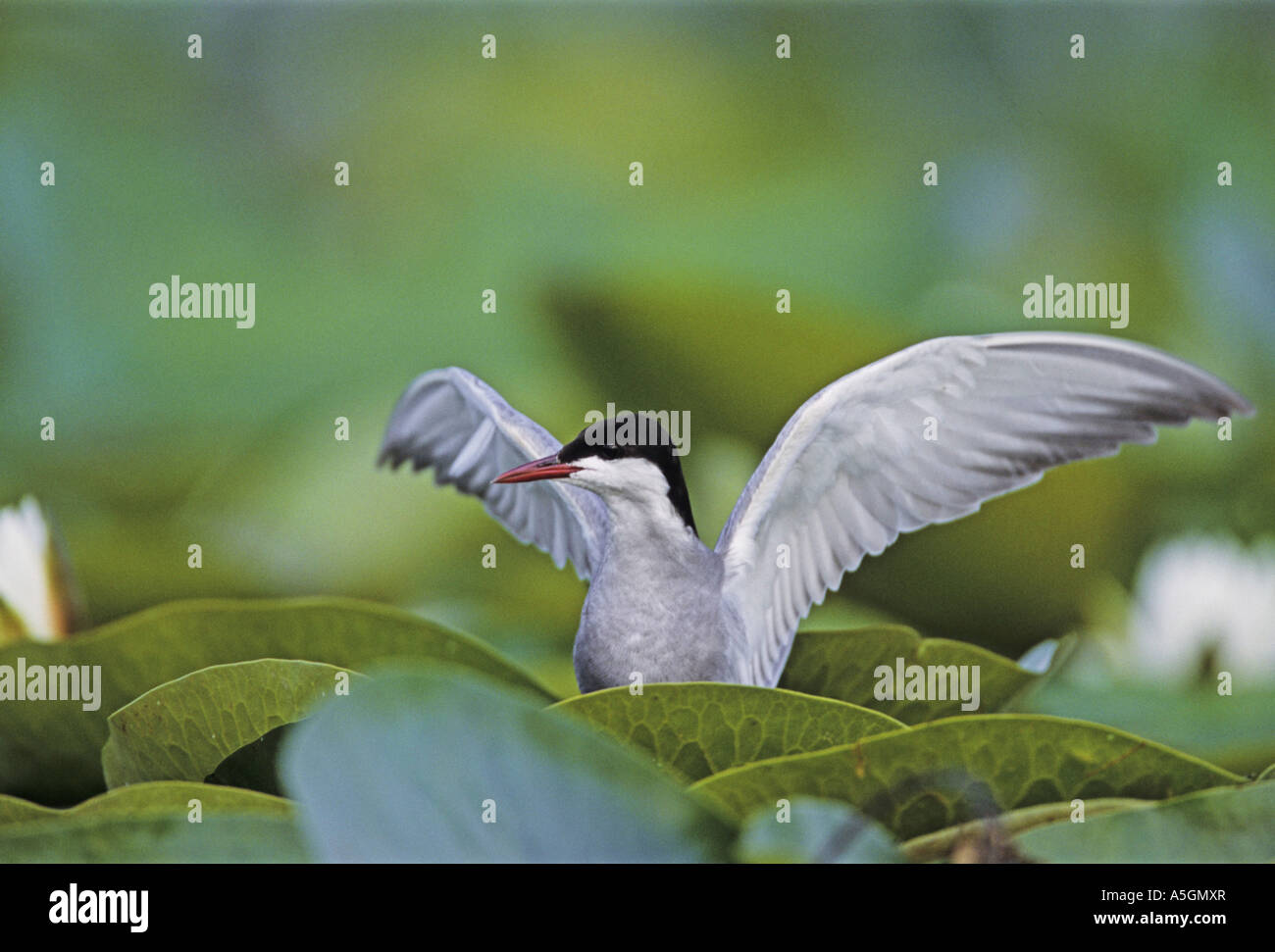 Flapping wings water plants hi-res stock photography and images - Alamy