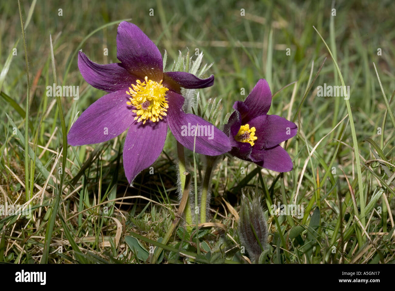 Pasque flowers Pulsatilla vulgaris SSSI Pasque flower reserve ...