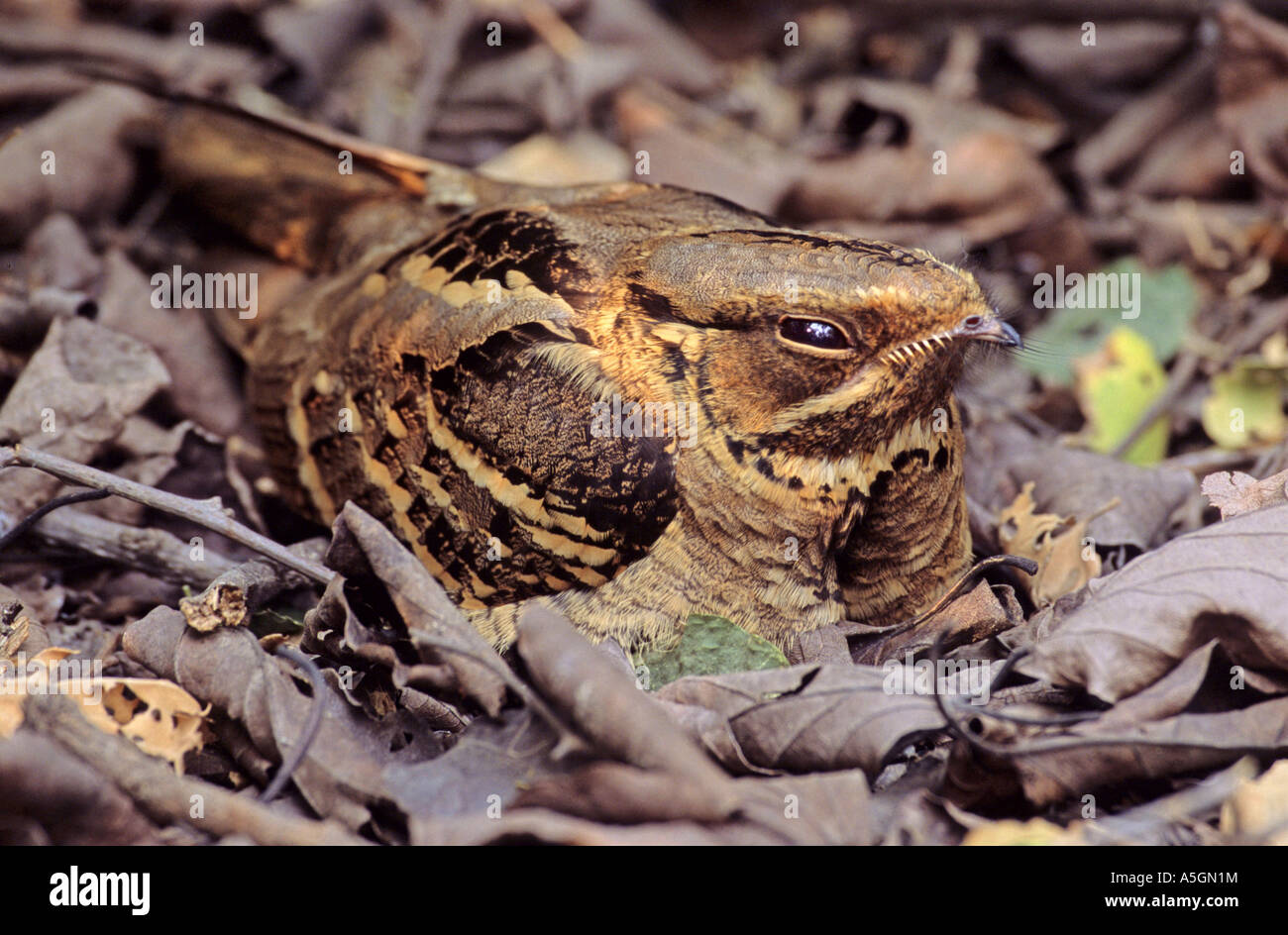 long-tailed nightjar (Caprimulgus macrurus), camouflaged in foliage ...