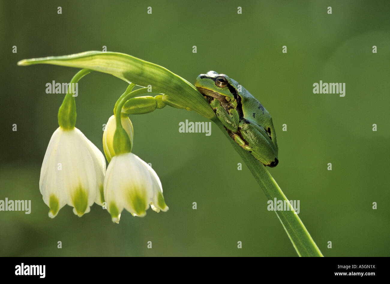 European treefrog, common treefrog, Central European treefrog (Hyla ...