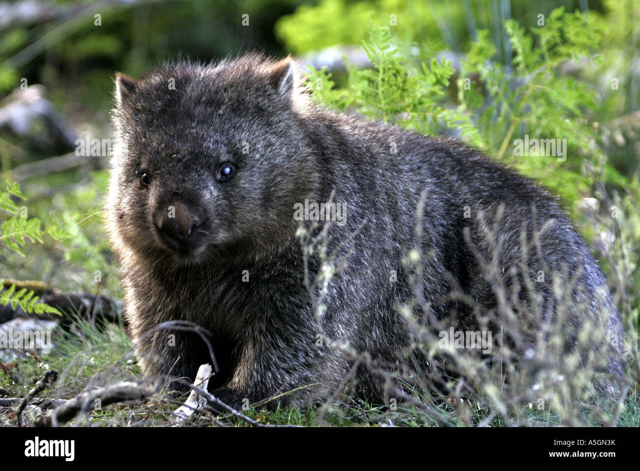 Tasmanian wombat, Tasmanian coarse-haired wombat, Tasmanian forest ...
